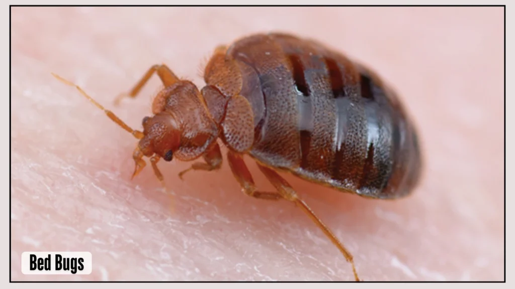 17 types of bugs: Identification, Facts with Images