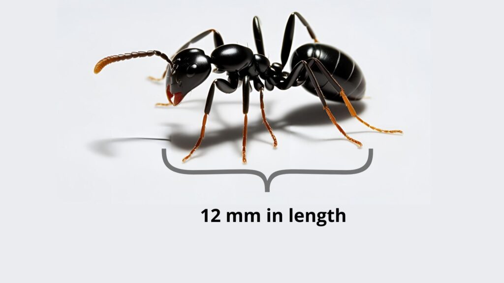 Black Carpenter Ants Size, Bite, Habitat, Facts & Images