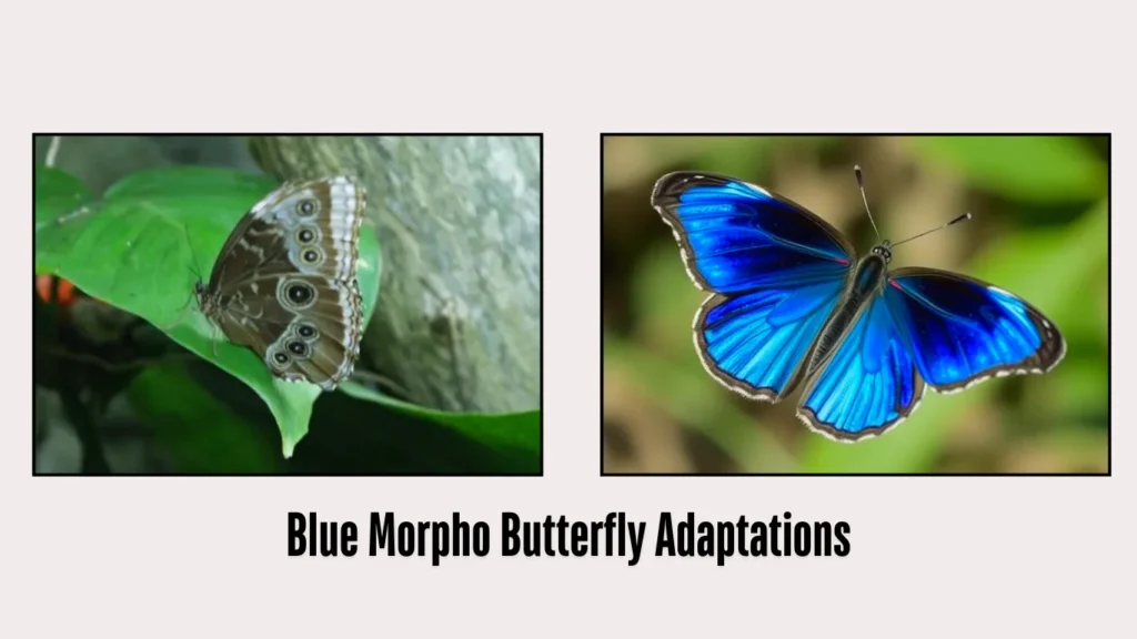 Blue Morpho Butterfly: Size, Habitat, Life Cycle, & Facts