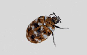 Carpet Beetles: Identification, Infestation Signs & Removal Tips
