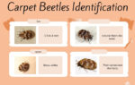 Carpet Beetles: Identification, Infestation Signs & Removal Tips