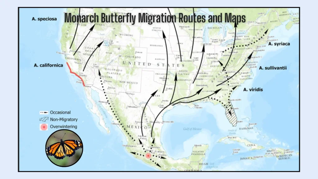 Monarch Butterfly Migration: Patterns, Routes,Tracking & Map