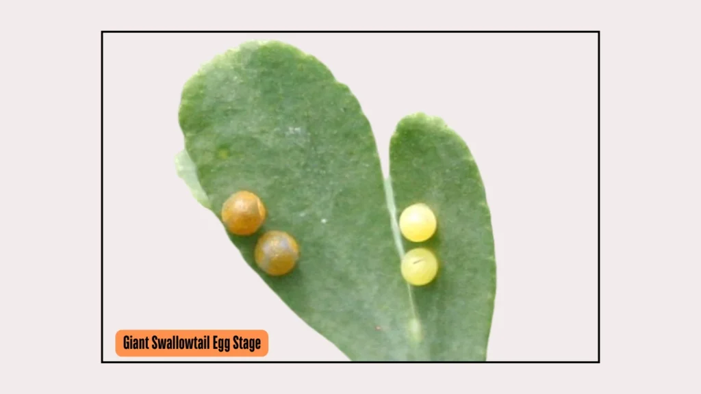 Giant Swallowtail Butterfly: Life Cycle, Habitat & Identification