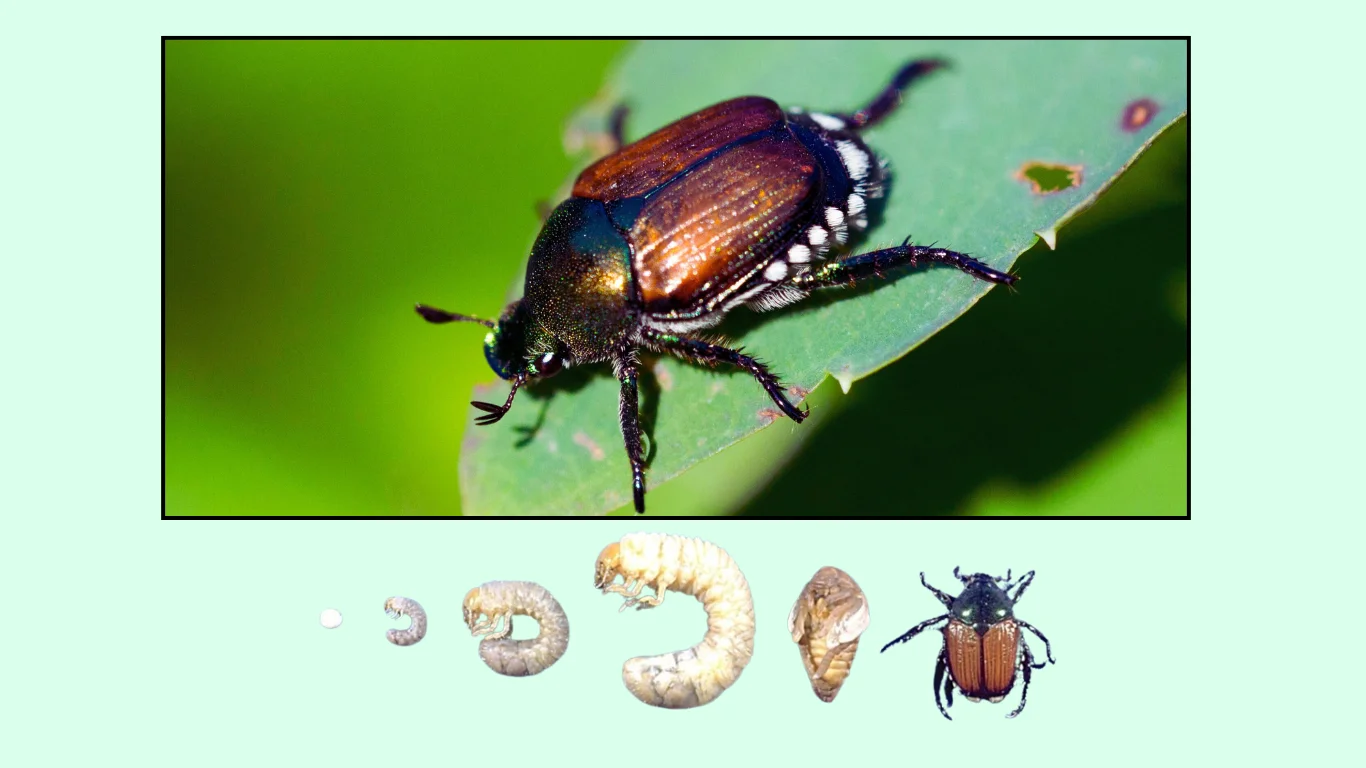 Japanese Beetles: Life Cycle, Identification with Pictures