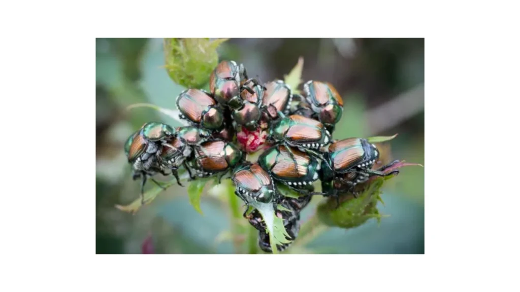 Japanese Beetles: Life Cycle, Identification with Pictures