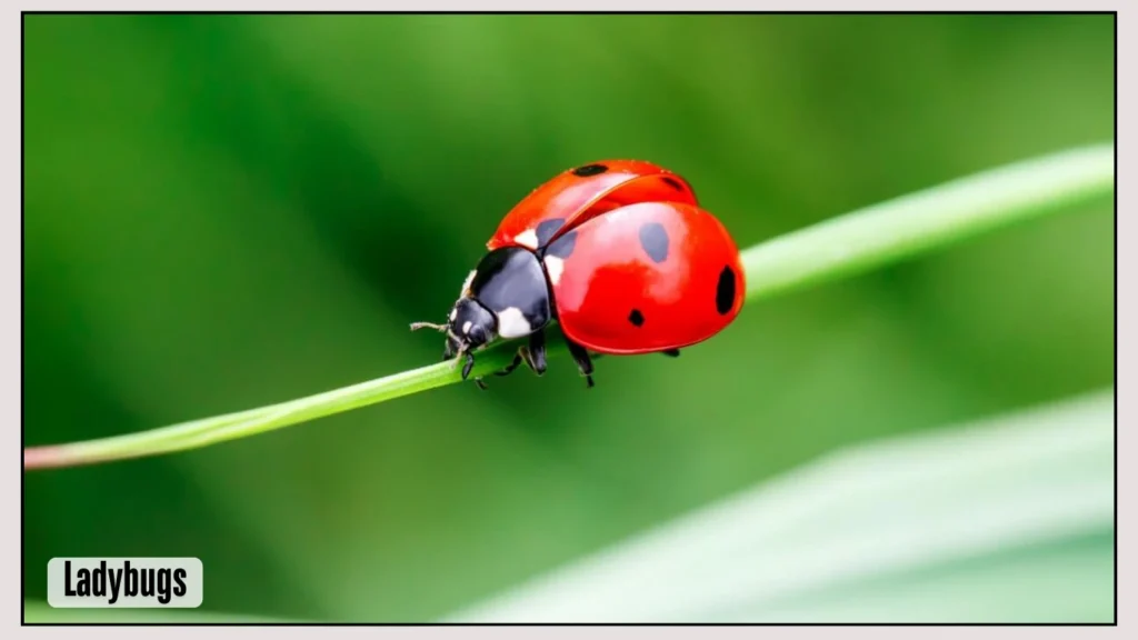 17 types of bugs: Identification, Facts with Images