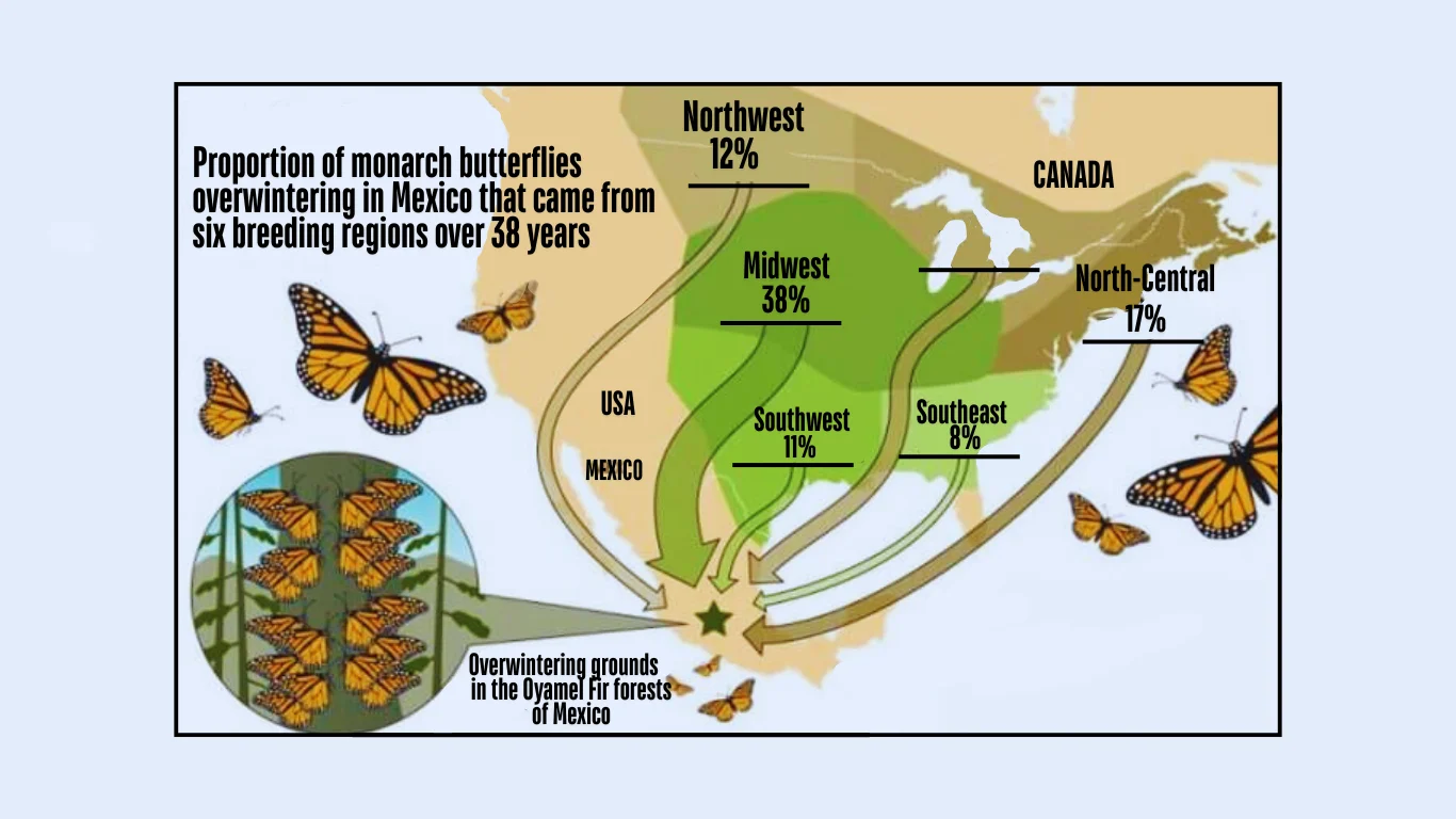 Monarch Butterfly Migration: Patterns, Routes,Tracking & Map
