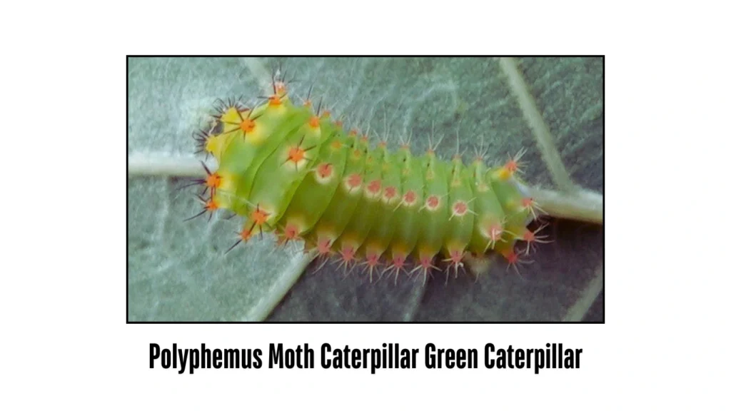 7 Types of Green Caterpillar Identification Chart with Image