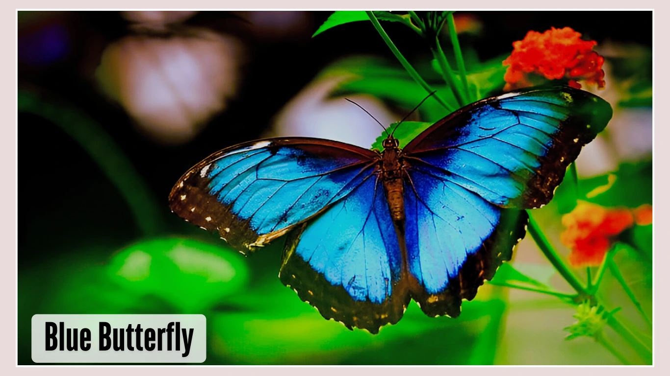 The Common Blue Butterfly: Facts, Habitat, Life Cycle & More