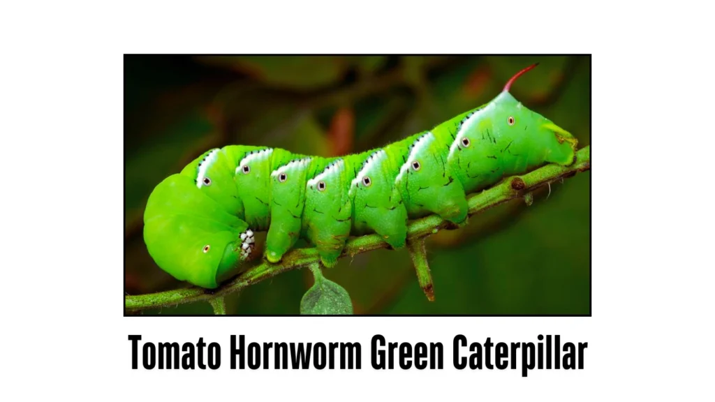 7 Types of Green Caterpillar Identification Chart with Image