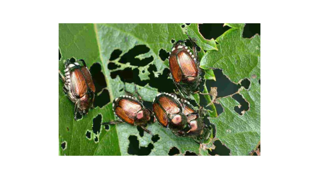 Japanese Beetles: Life Cycle, Identification with Pictures