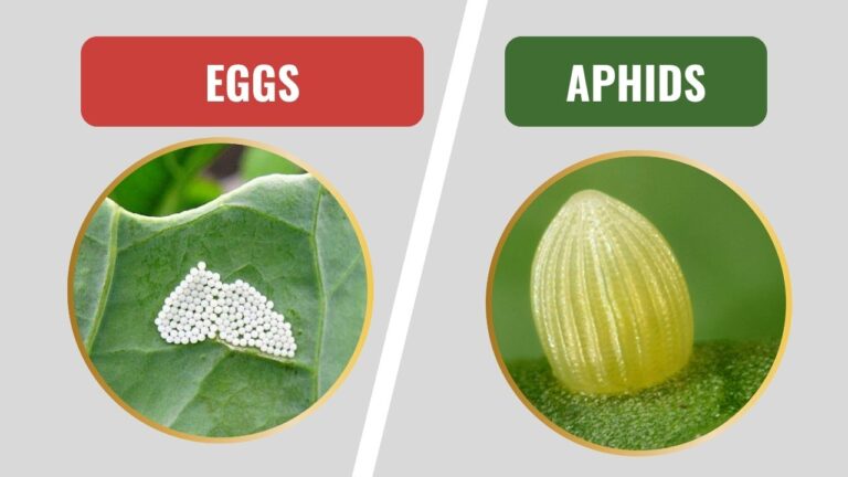 Monarch Butterfly Eggs Identification, Stages, & Facts