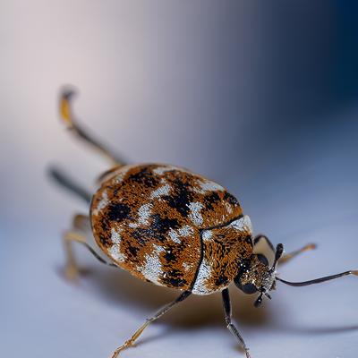 Carpet Beetles: Identification, Infestation Signs & Removal Tips