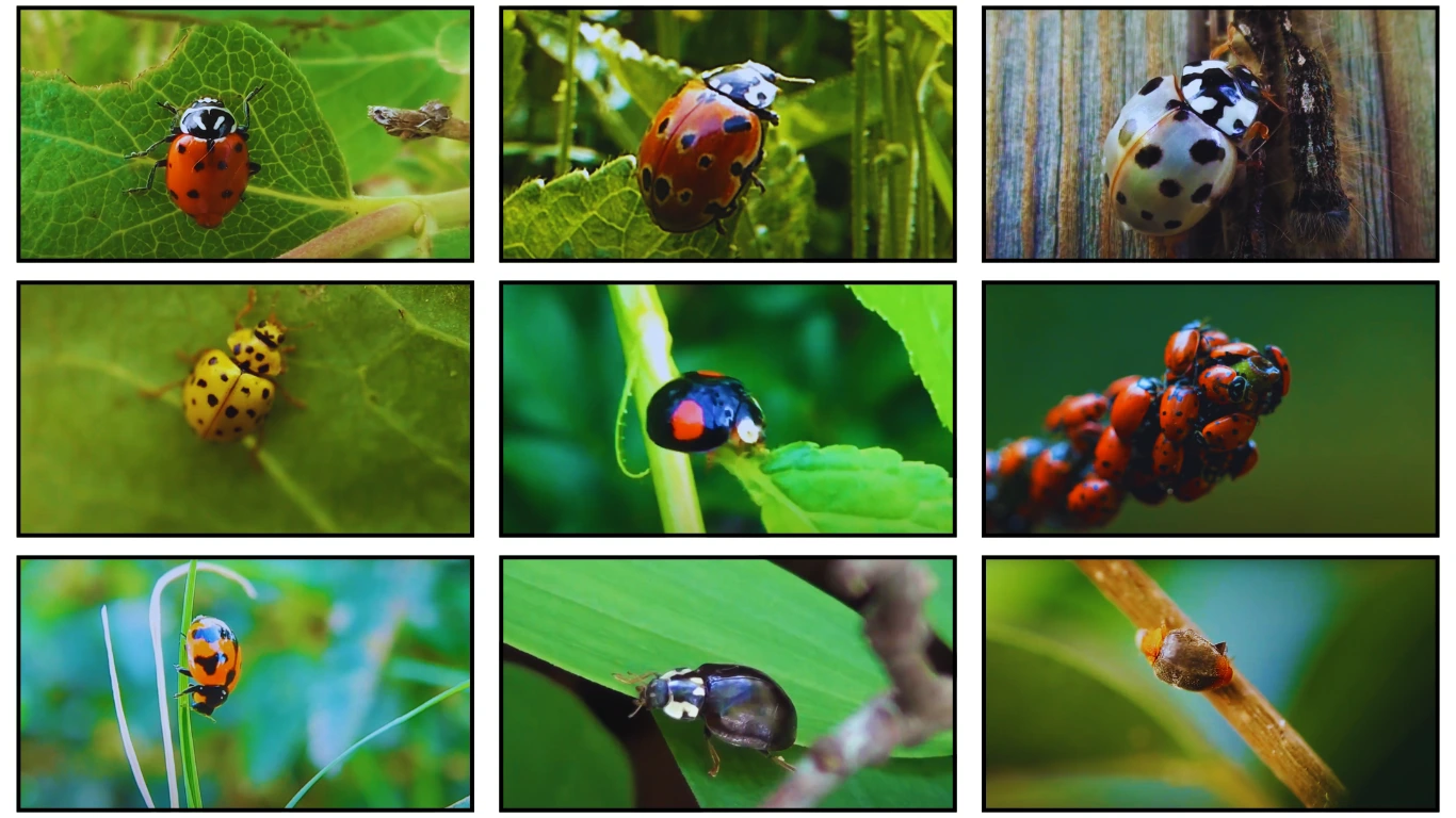 17 Types of Ladybugs: Identification with Pictures