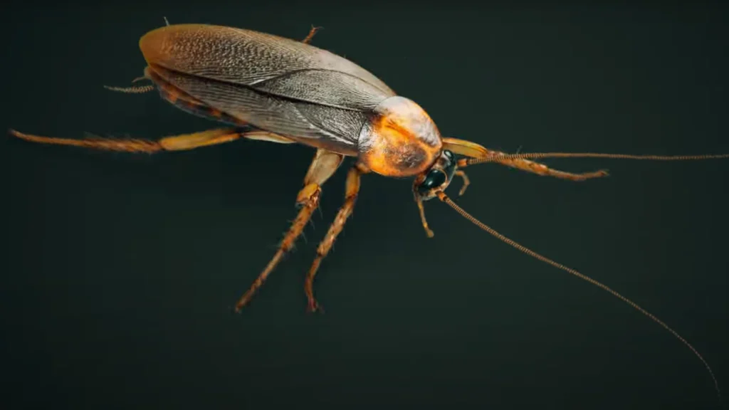 7 Big Black Cockroaches with Wings: Identification with Pic