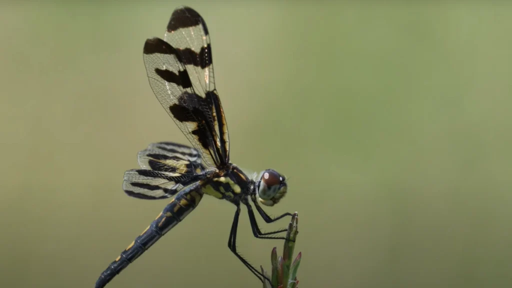 25 Types of Dragonflies: Identification with Images