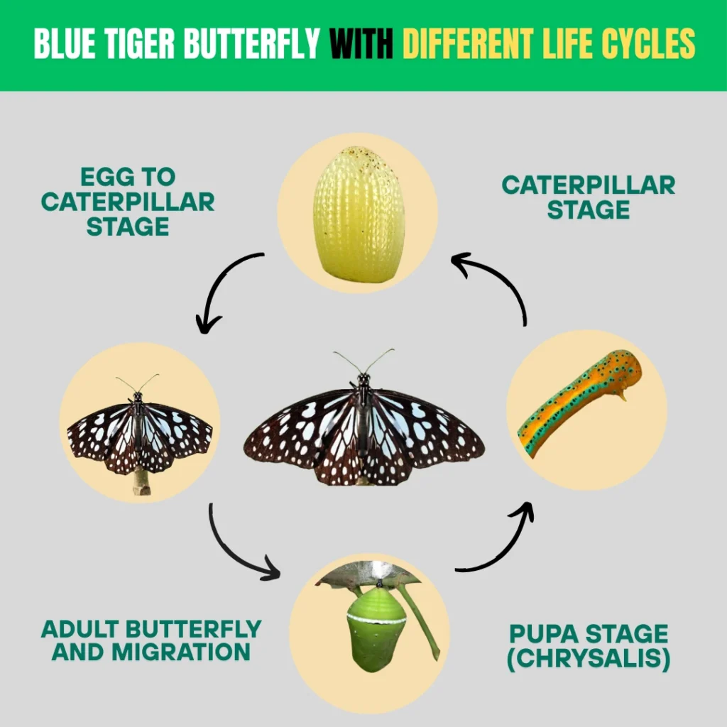 10 Butterflies with Different Life Cycles: Stages, Images