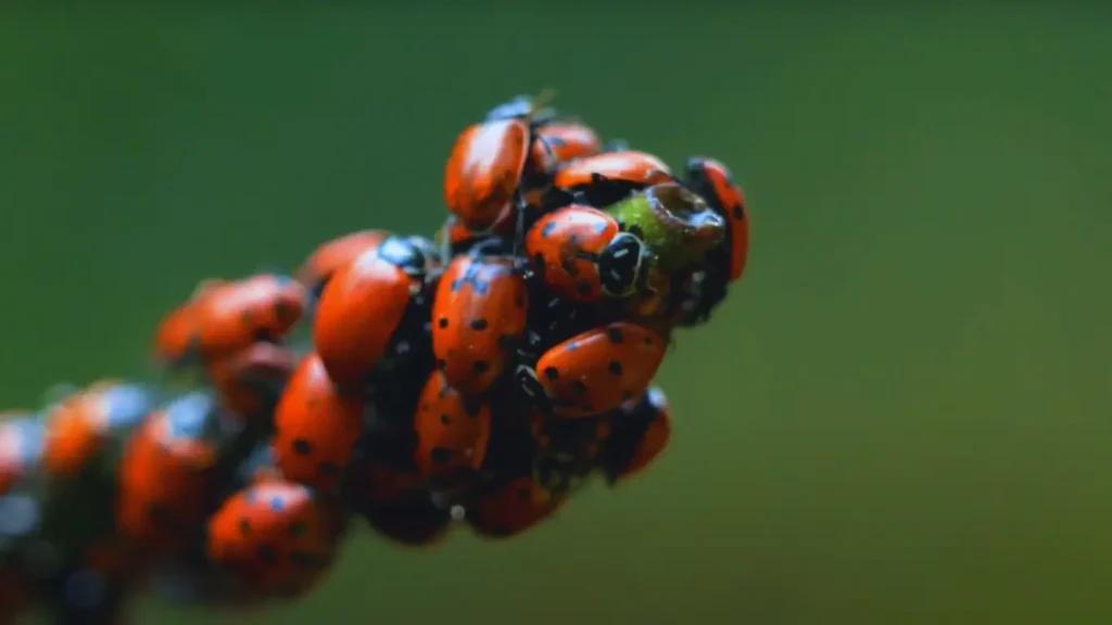 17 Types of Ladybugs: Identification with Pictures