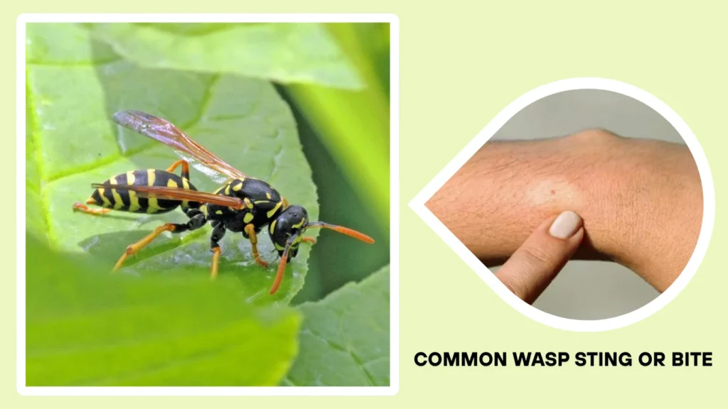 14 Types of Wasps Sting Or Bite: Identification With Images