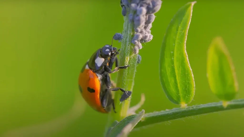 17 Types of Ladybugs: Identification with Pictures