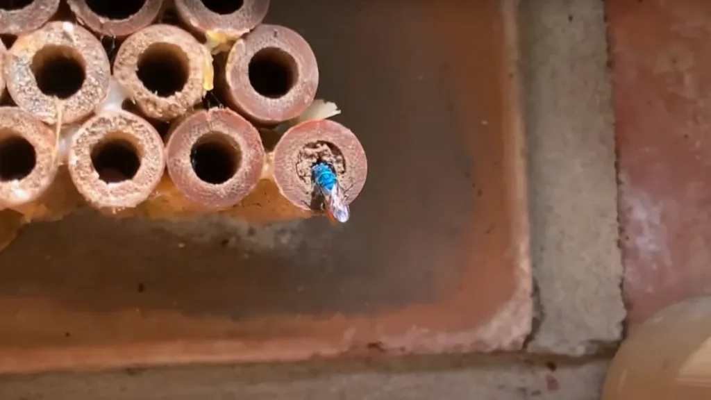 22 Types of Wasp Nests: Identification With Pictures