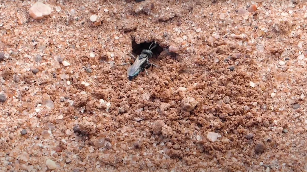 22 Types of Wasp Nests: Identification With Pictures