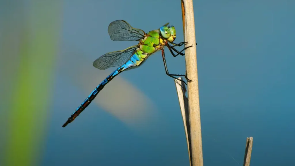 25 Types of Dragonflies: Identification with Images