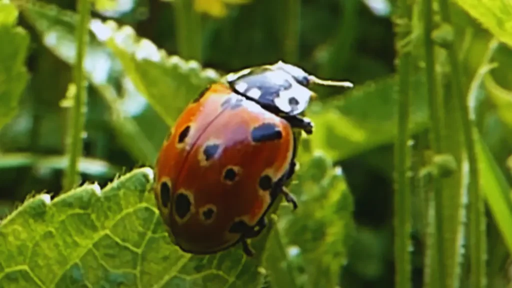 17 Types of Ladybugs: Identification with Pictures