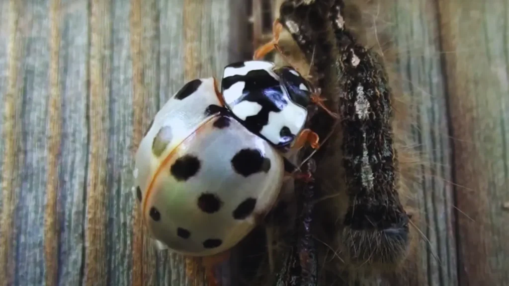 17 Types of Ladybugs: Identification with Pictures