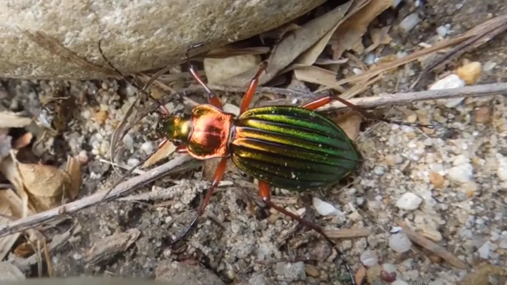 7 Types of Ground Beetles: Identification with Images