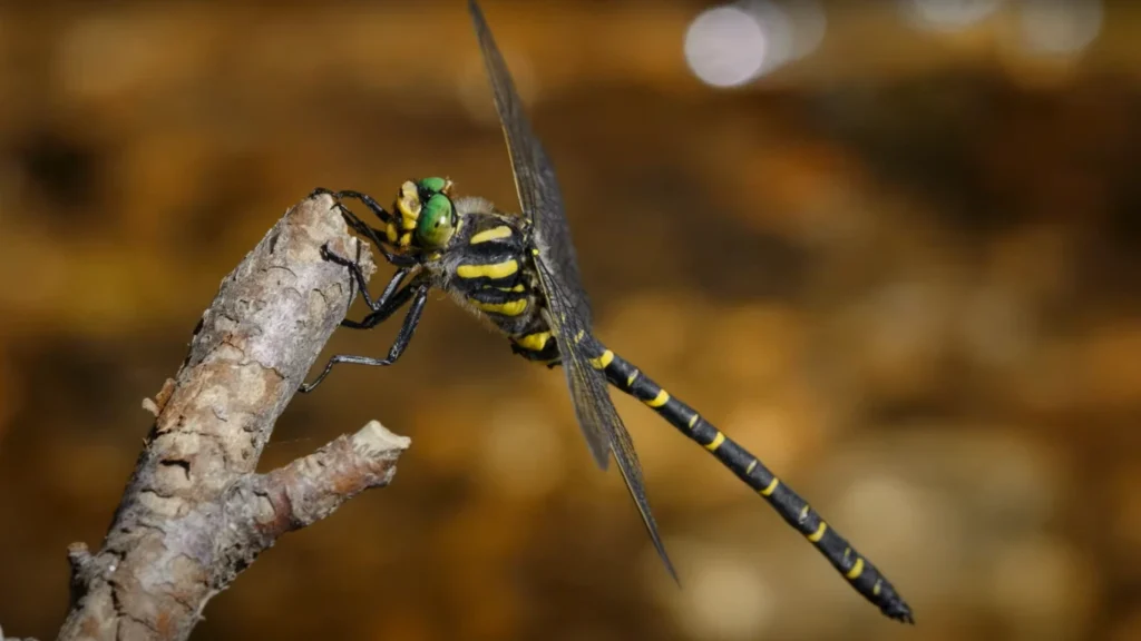25 Types of Dragonflies: Identification with Images