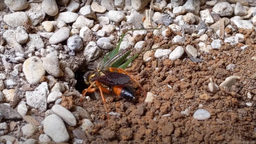 22 Types of Wasp Nests: Identification With Pictures
