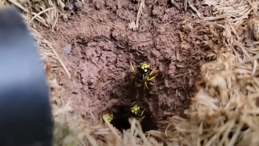 22 Types of Wasp Nests: Identification With Pictures