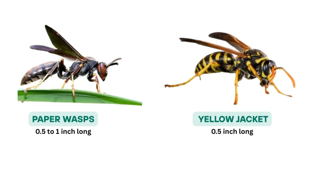 Paper Wasps vs Yellow Jackets: How to Tell the Difference