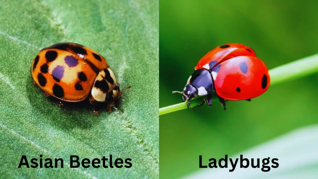 Asian Beetles vs Ladybugs: What are Key Differences