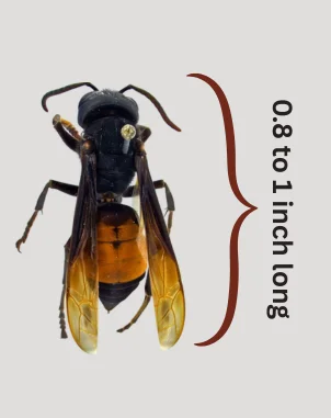 15 Types of Hornets: Identification with Name and Images