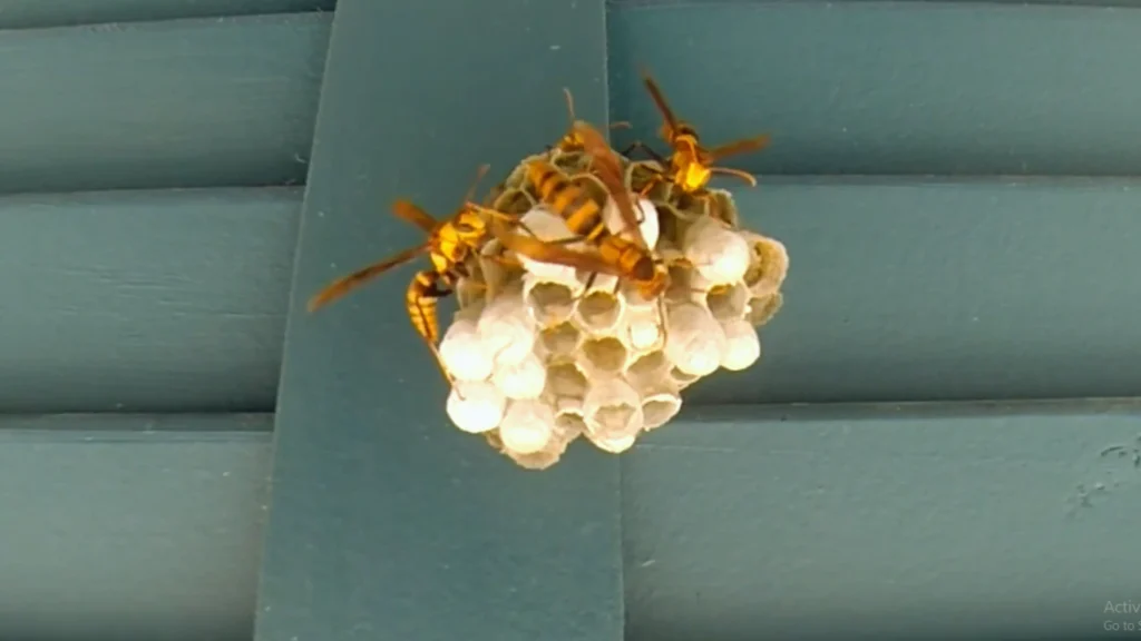 22 Types of Wasp Nests: Identification With Pictures