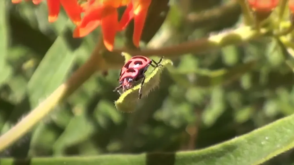 17 Types of Ladybugs: Identification with Pictures