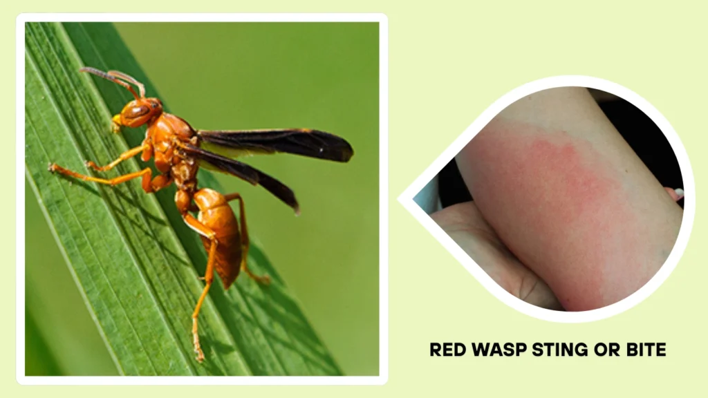 14 Types of Wasps Sting Or Bite: Identification With Images
