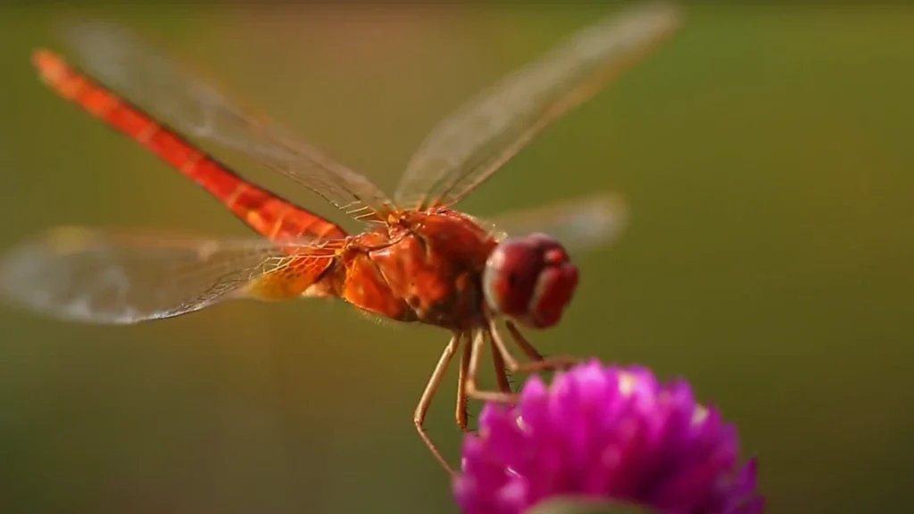 25 Types of Dragonflies: Identification with Images