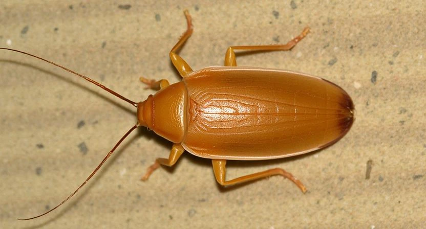 16 Types of Cockroaches: Identification with Images
