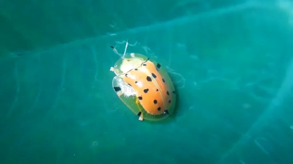 10 Types of Tortoise Beetles: Identification Guide Images