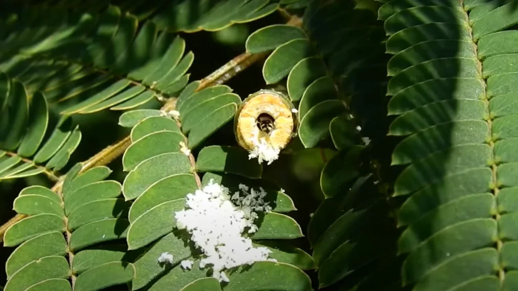22 Types of Wasp Nests: Identification With Pictures