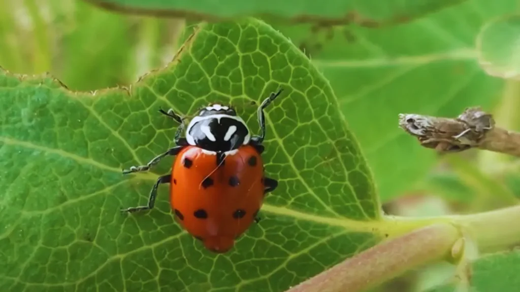 17 Types of Ladybugs: Identification with Pictures