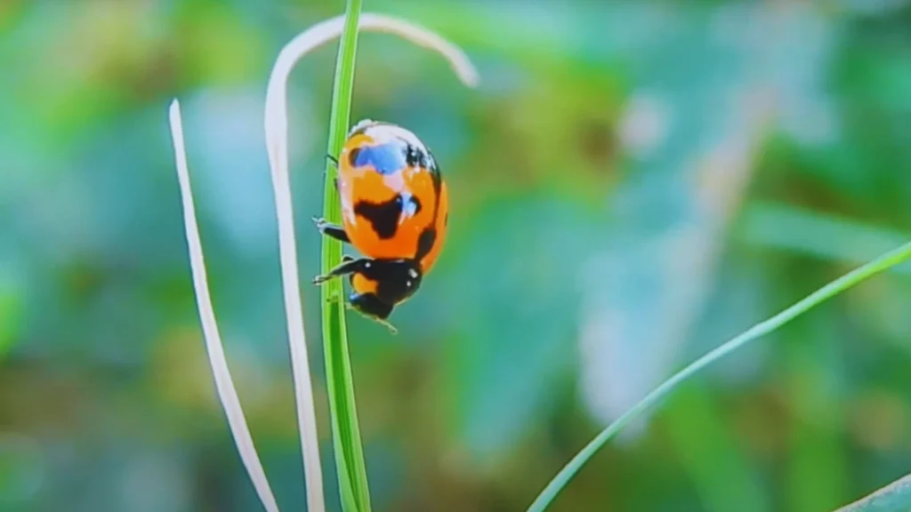 17 Types of Ladybugs: Identification with Pictures