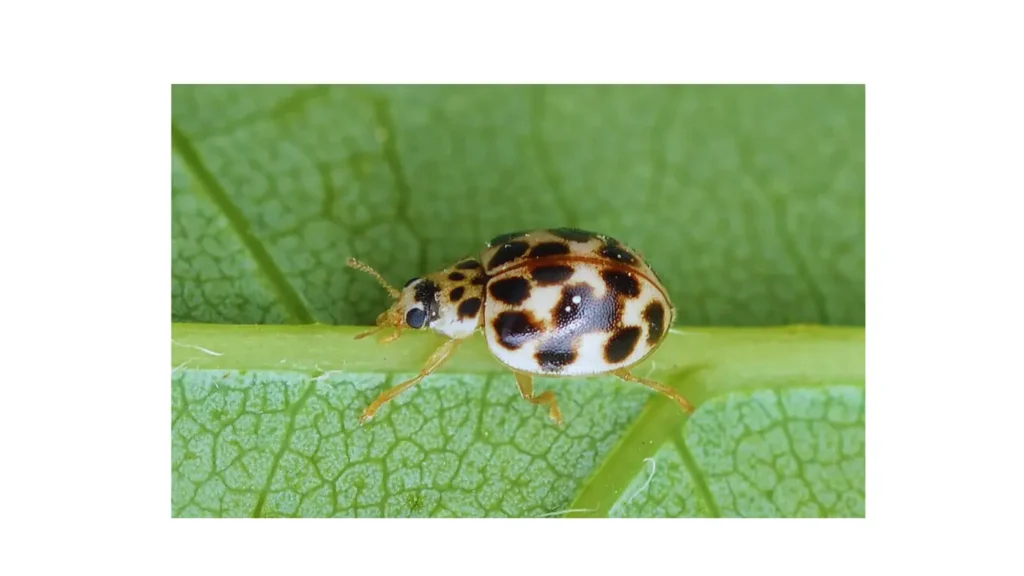 17 Types of Ladybugs: Identification with Pictures