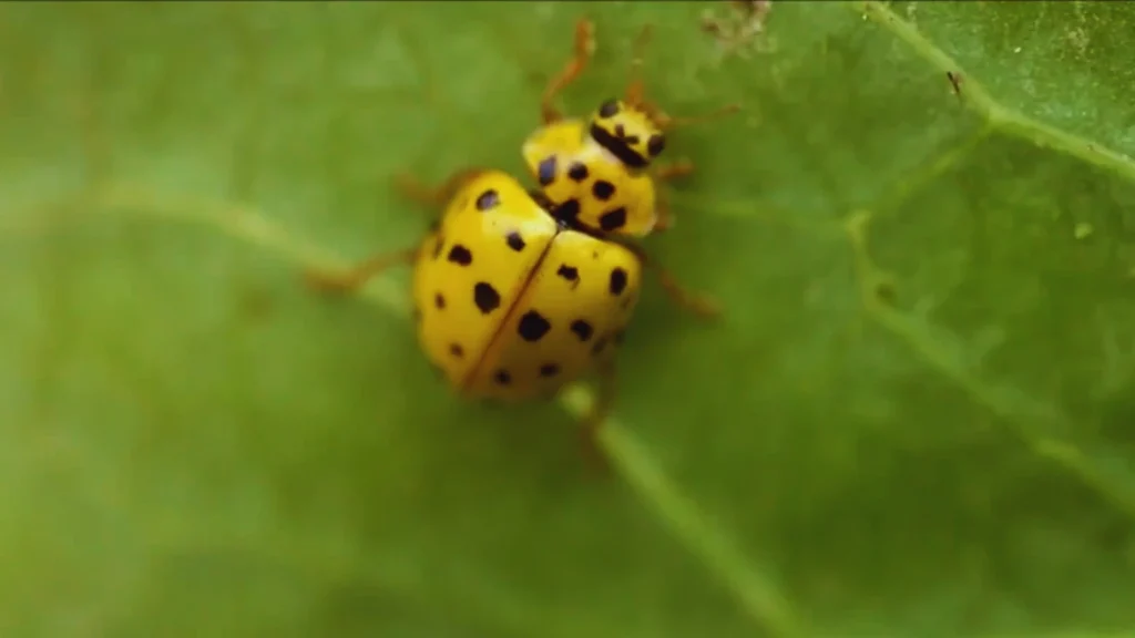 17 Types of Ladybugs: Identification with Pictures