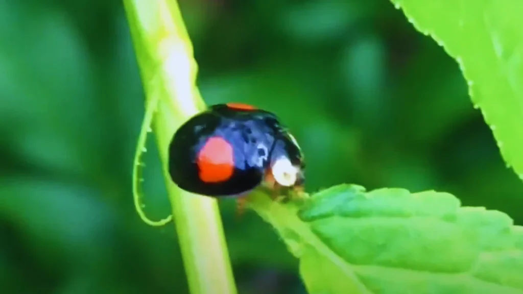 17 Types of Ladybugs: Identification with Pictures