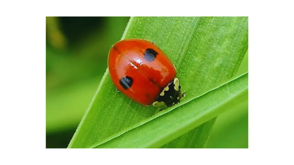 17 Types of Ladybugs: Identification with Pictures