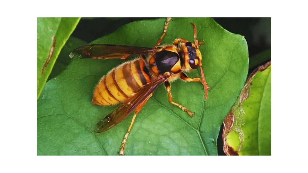 15 Types of Hornets: Identification with Name and Images